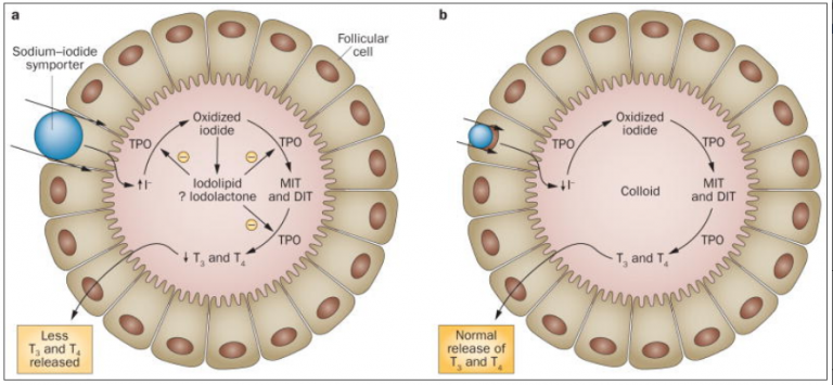 Iodine for Thyroid Disease: The Right Amounts | Dr. Christianson